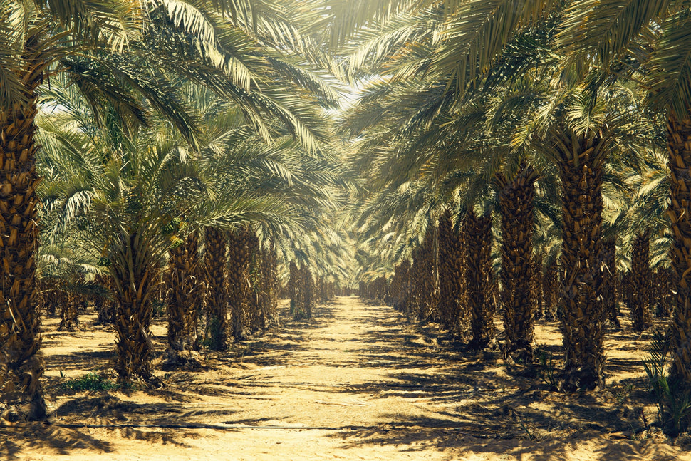 Sustainable Palm Date Farming Practices – Al madni Traders